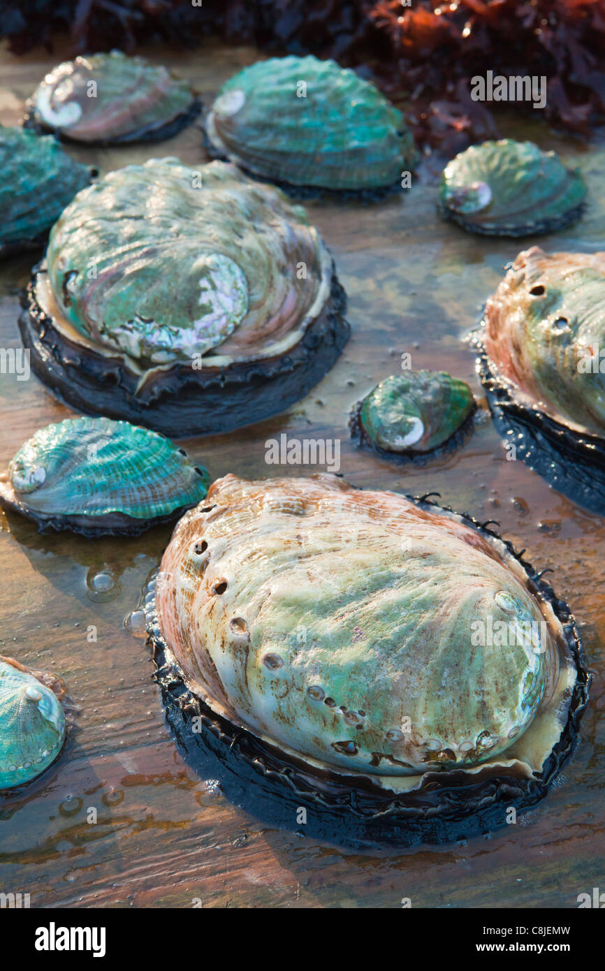 Abalone california hi-res stock photography and images - Alamy