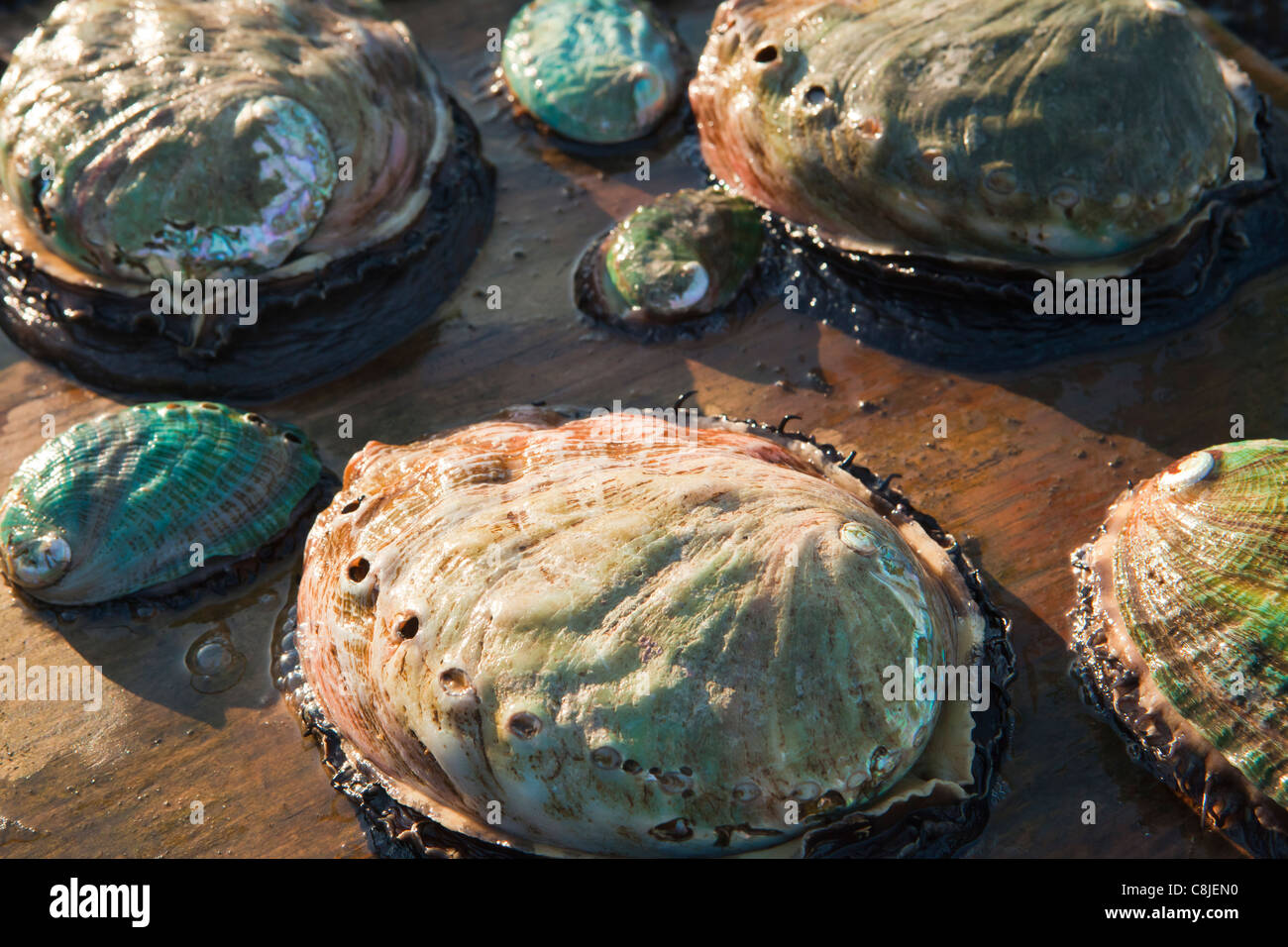 assorted age abalone, Cultured Abalone, Goleta, California Stock Photo ...