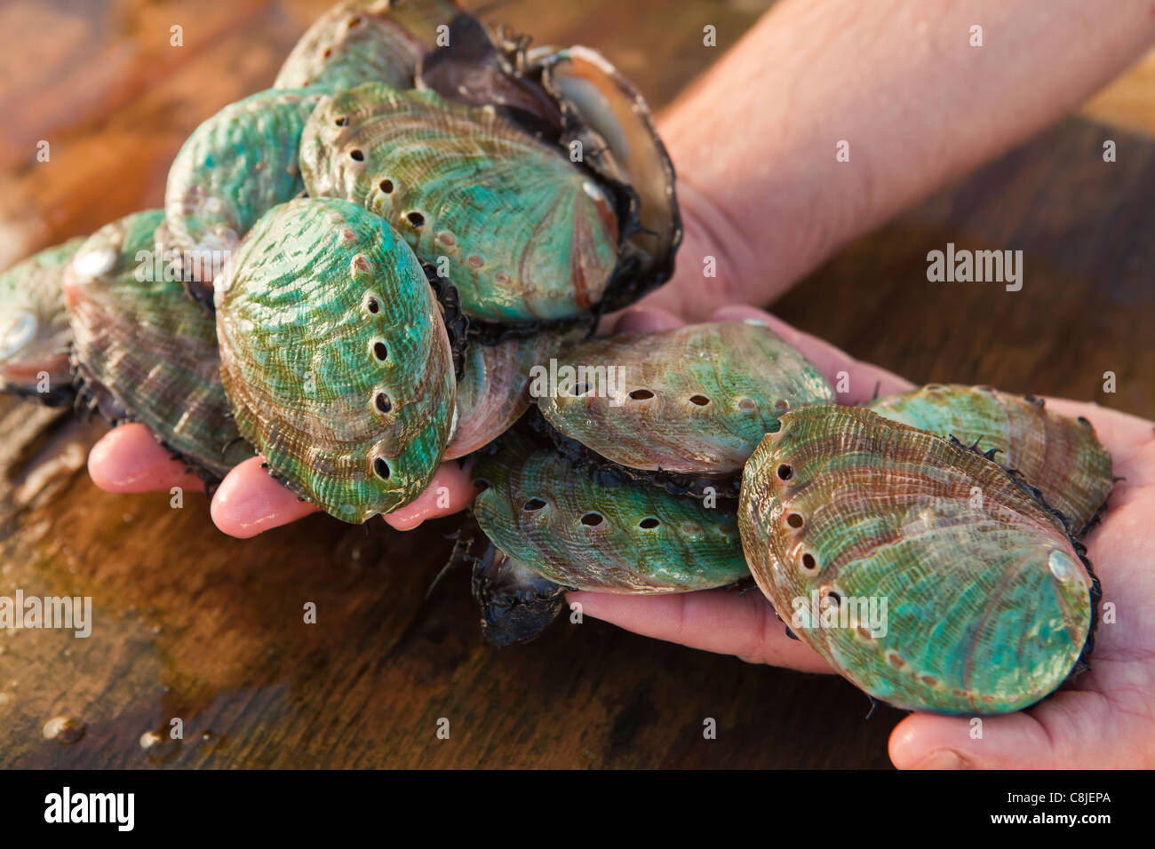 market size abalone are inspected, Cultured Abalone, Goleta, California ...