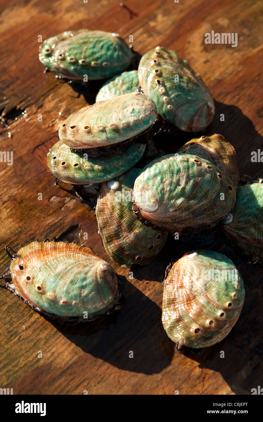 market size abalone are inspected, Cultured Abalone, Goleta, California ...
