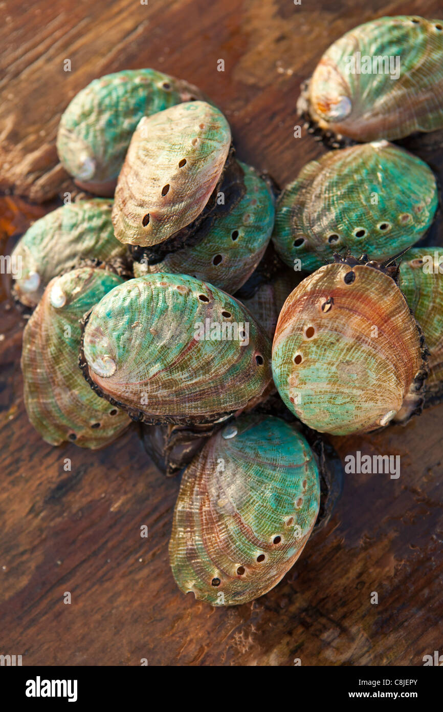 market size abalone are inspected, Cultured Abalone, Goleta, California ...