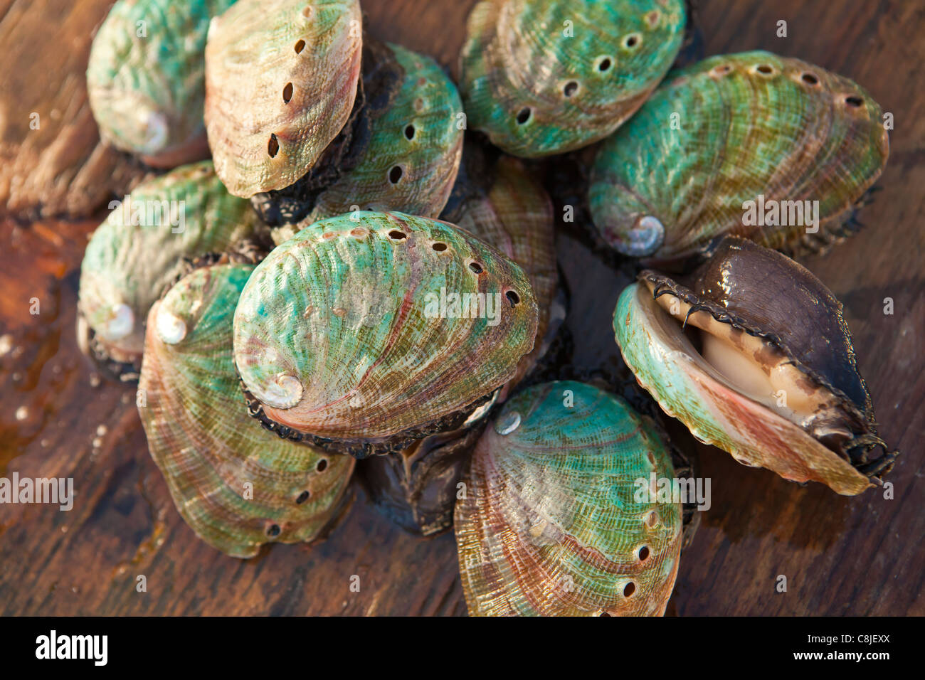 market size abalone are inspected, Cultured Abalone, Goleta, California ...
