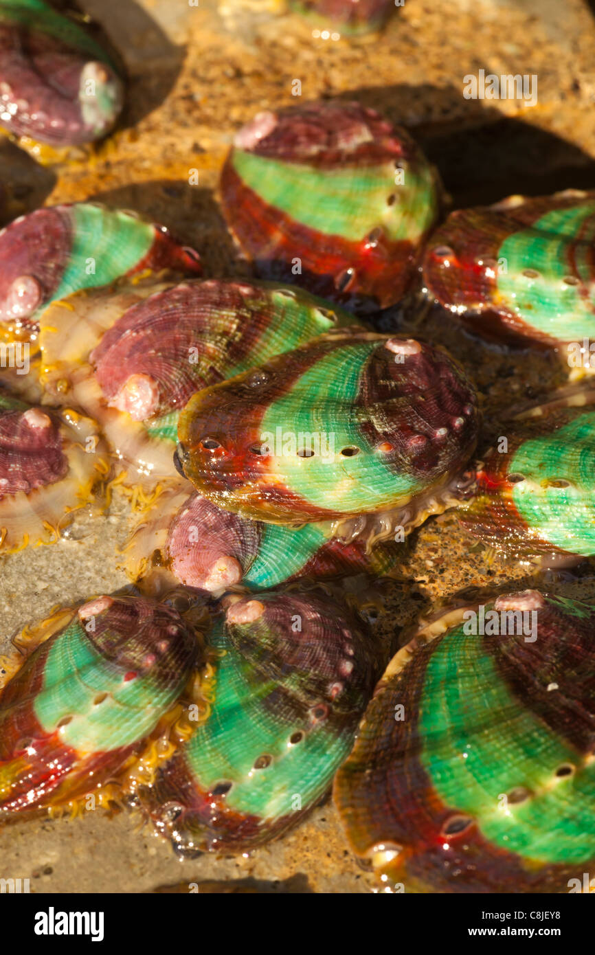 California red abalone High Resolution Stock Photography and Images - Alamy