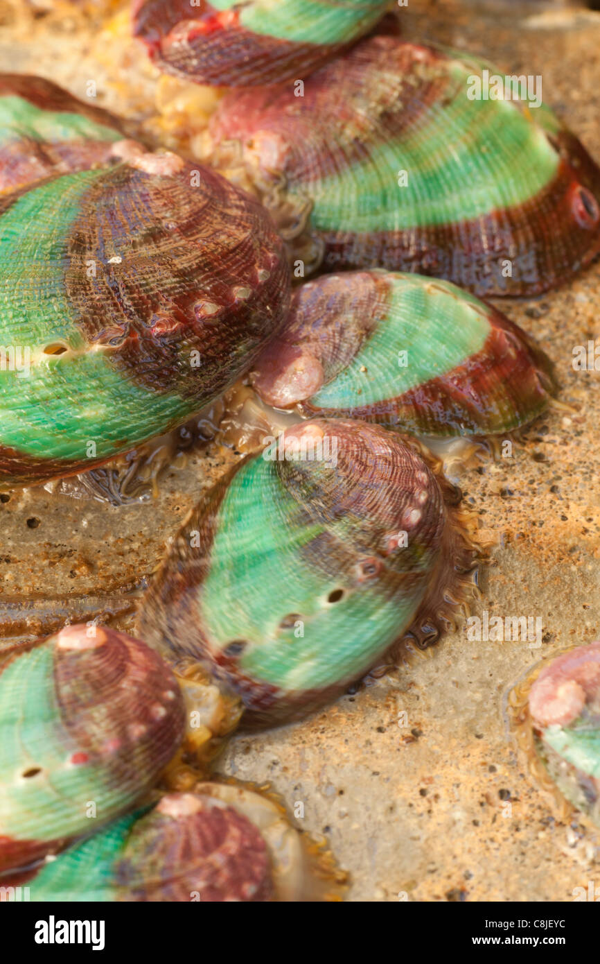 California red abalone hi-res stock photography and images - Alamy