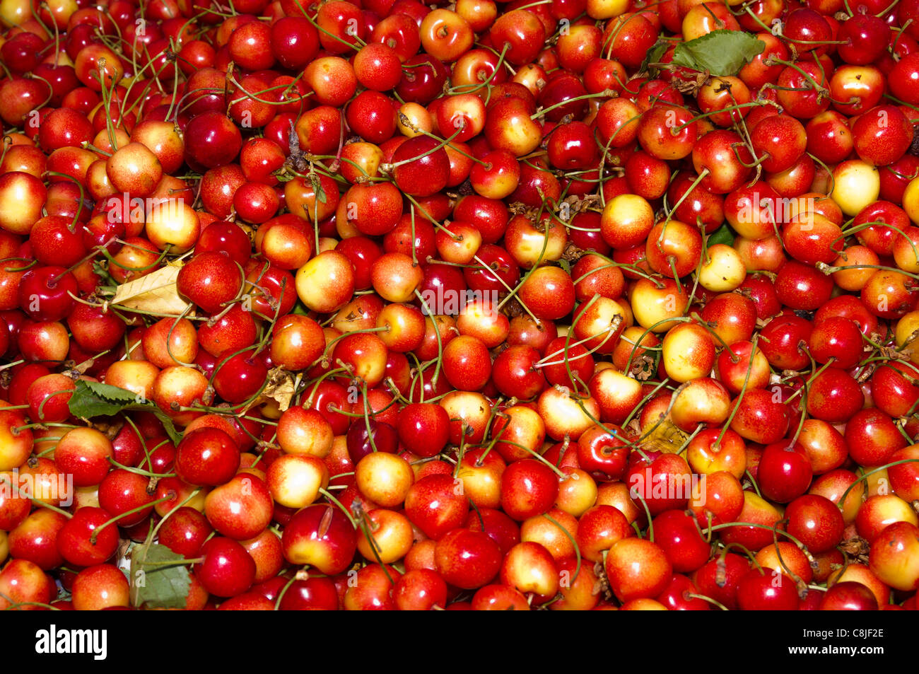 Freshly picked sweet cherries on display at the farmers market Stock ...