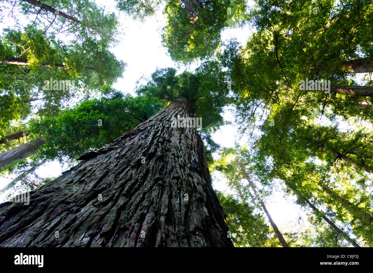 Redwoods sequoia sempervirens stout grove hi-res stock photography and ...