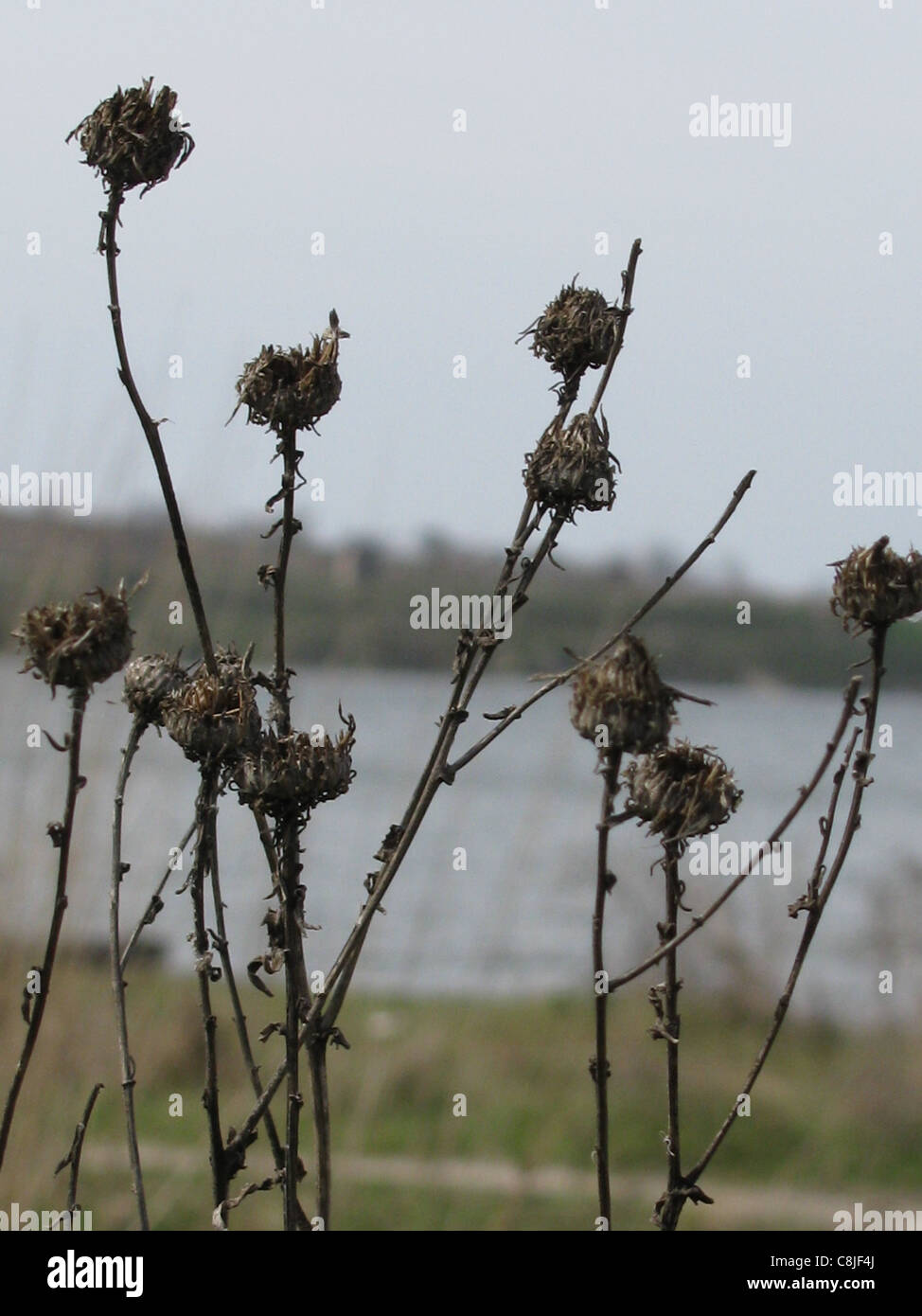 Boring plant hi-res stock photography and images - Alamy