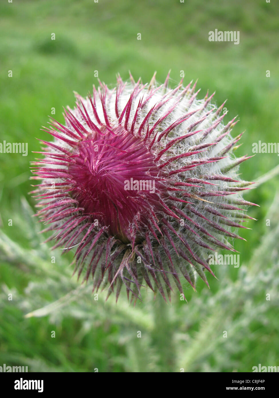 Prickle hi-res stock photography and images - Alamy