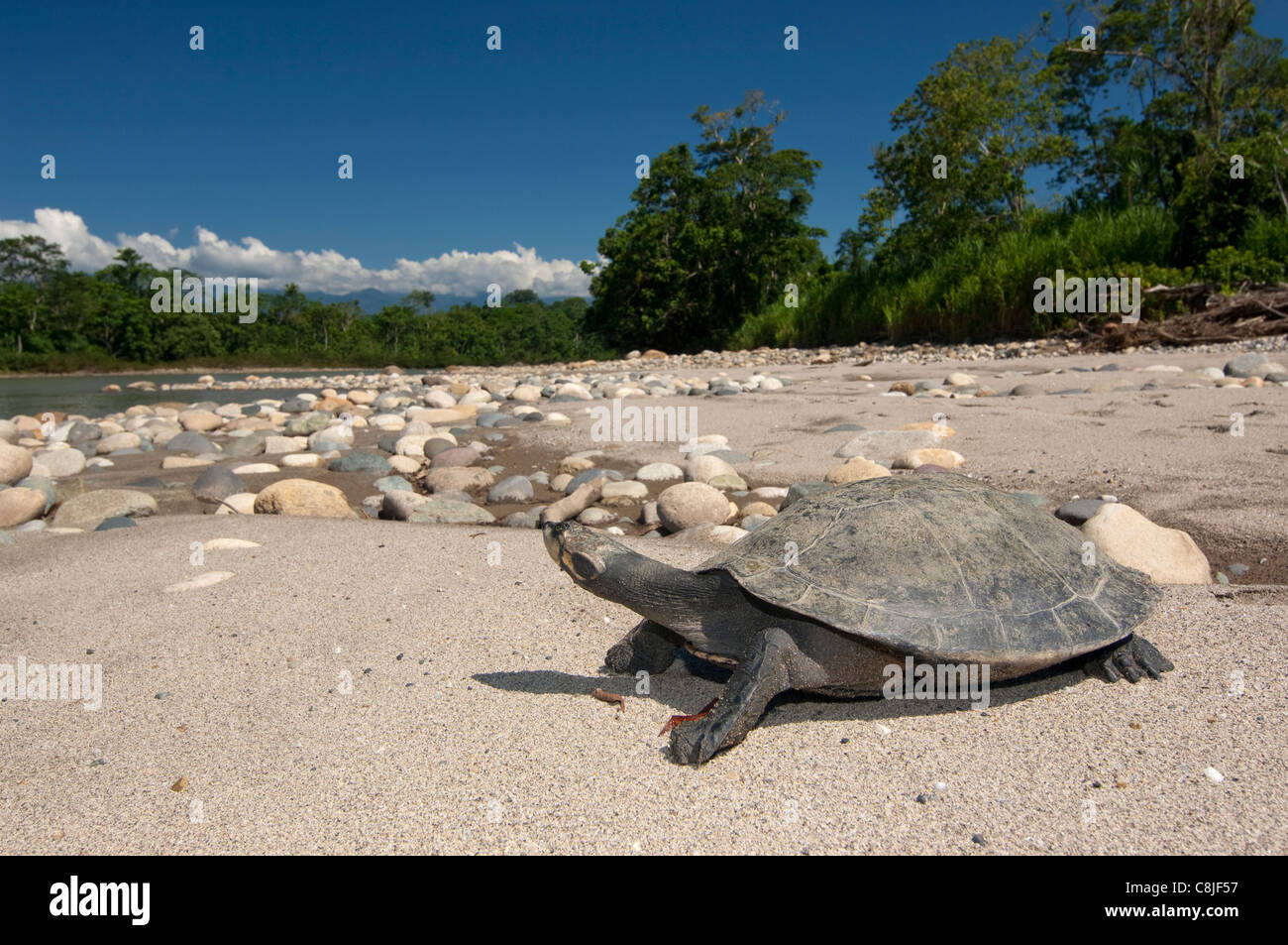 Giant Arrau Turtle (Podocnemis expansa), Napo River, Amazon basin ...