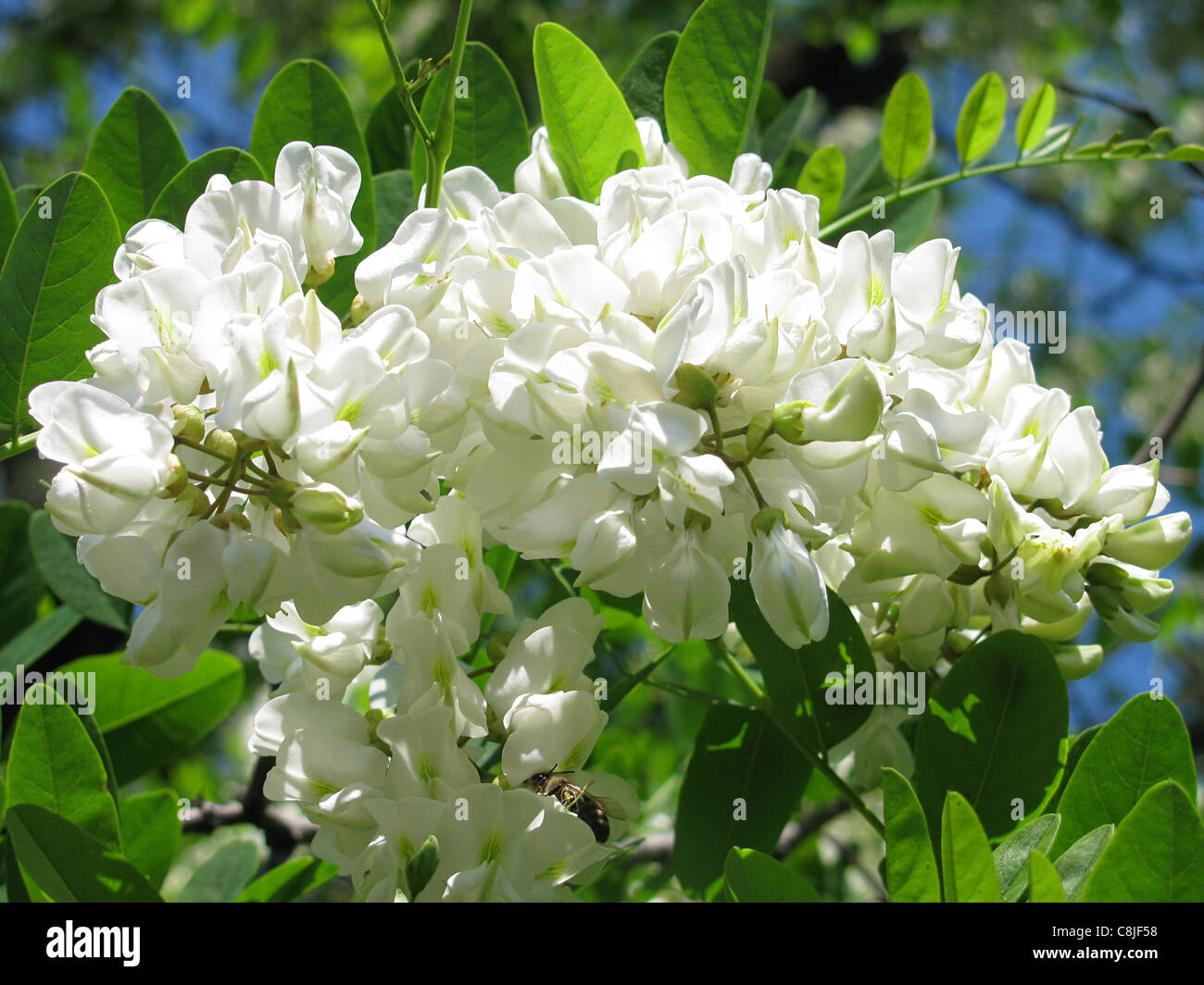 Acacia forest hi-res stock photography and images - Alamy