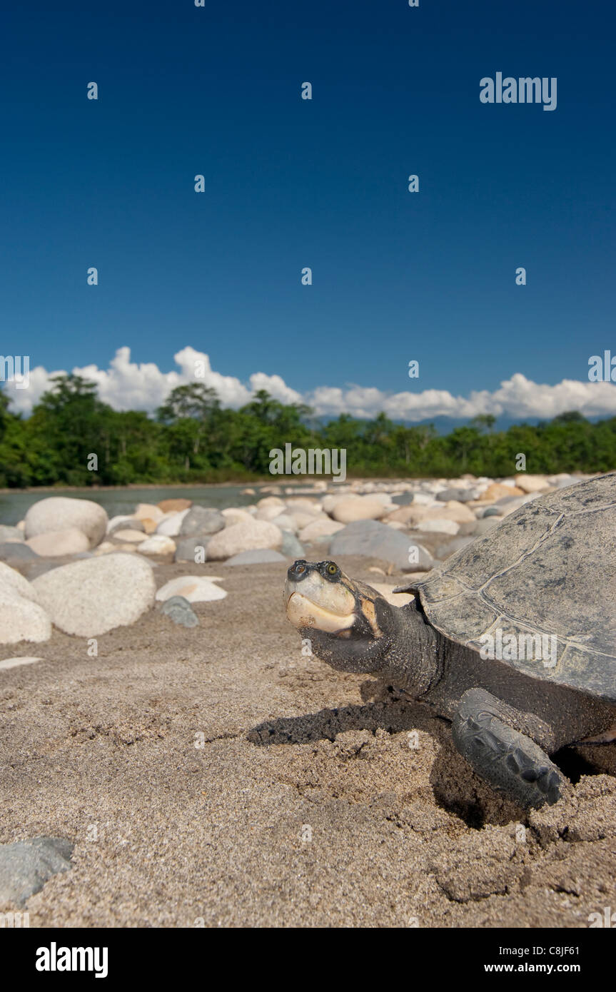 Giant Turtle Found In Amazon River