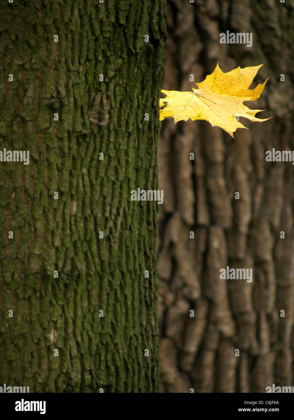 maple leaf between two trunks Stock Photo - Alamy