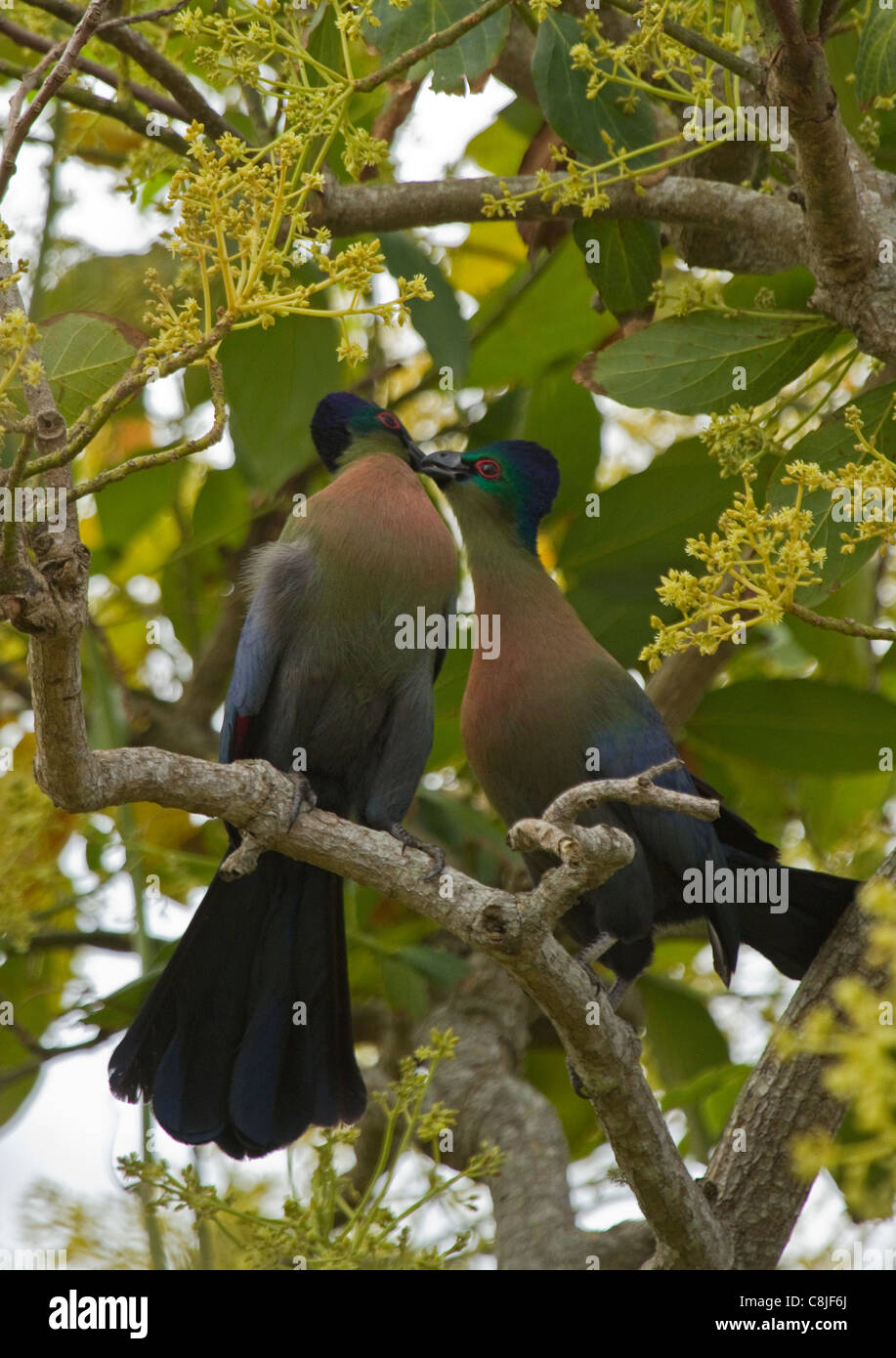 Purple crested turacos hi-res stock photography and images - Alamy