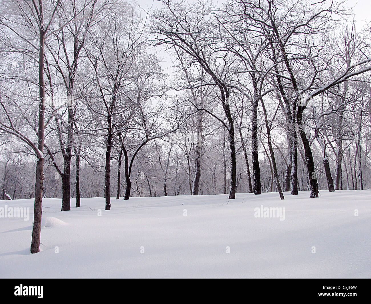 Wintry trees hi-res stock photography and images - Alamy