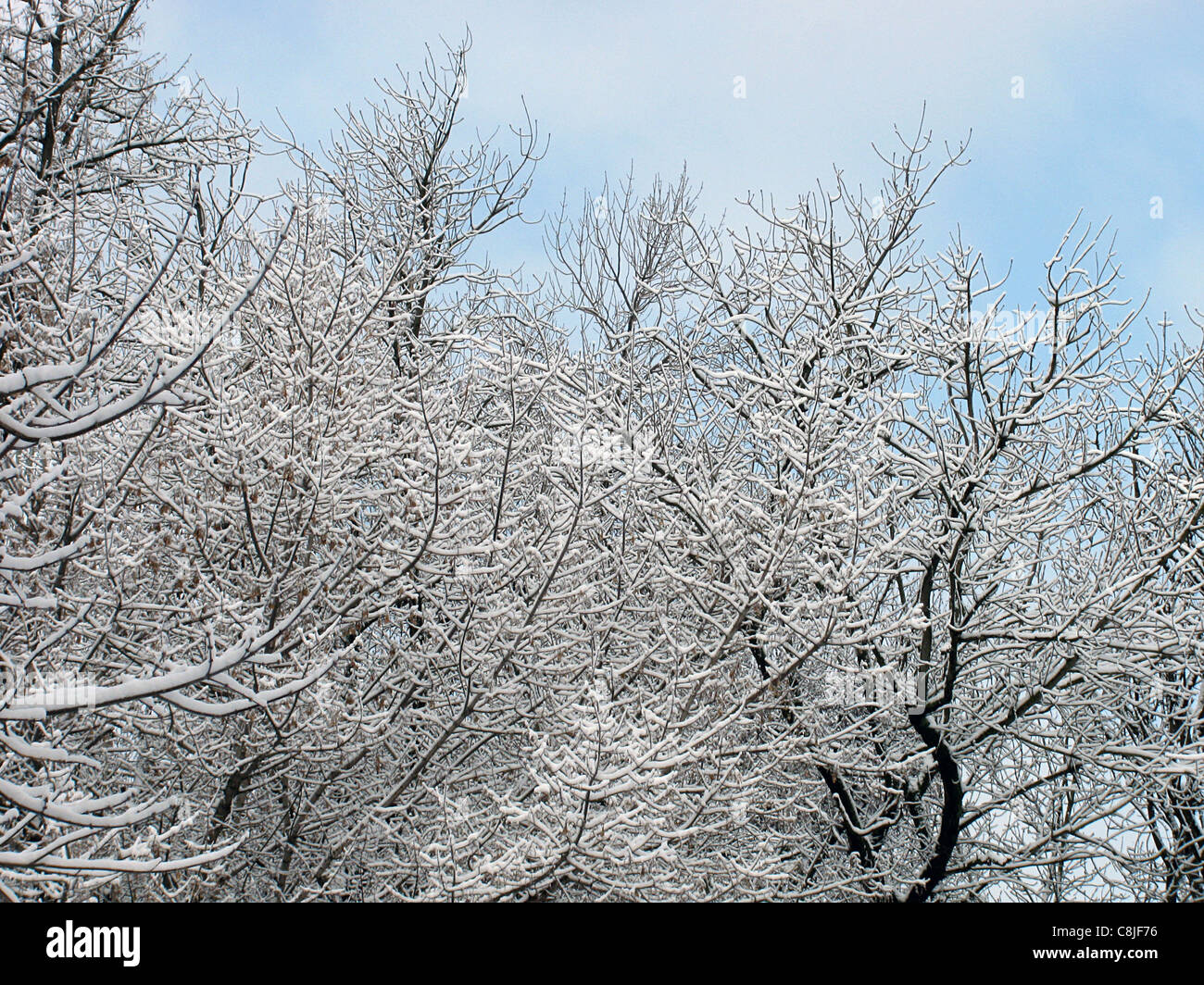 trees at winter Stock Photo - Alamy