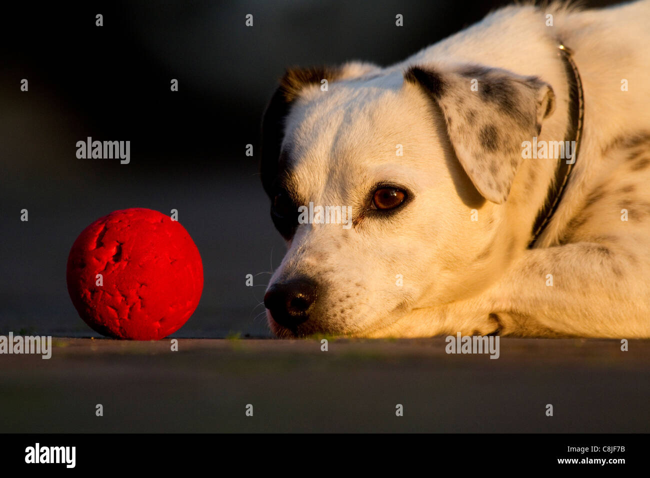 Dog jack russell terrier with red ball Stock Photo - Alamy