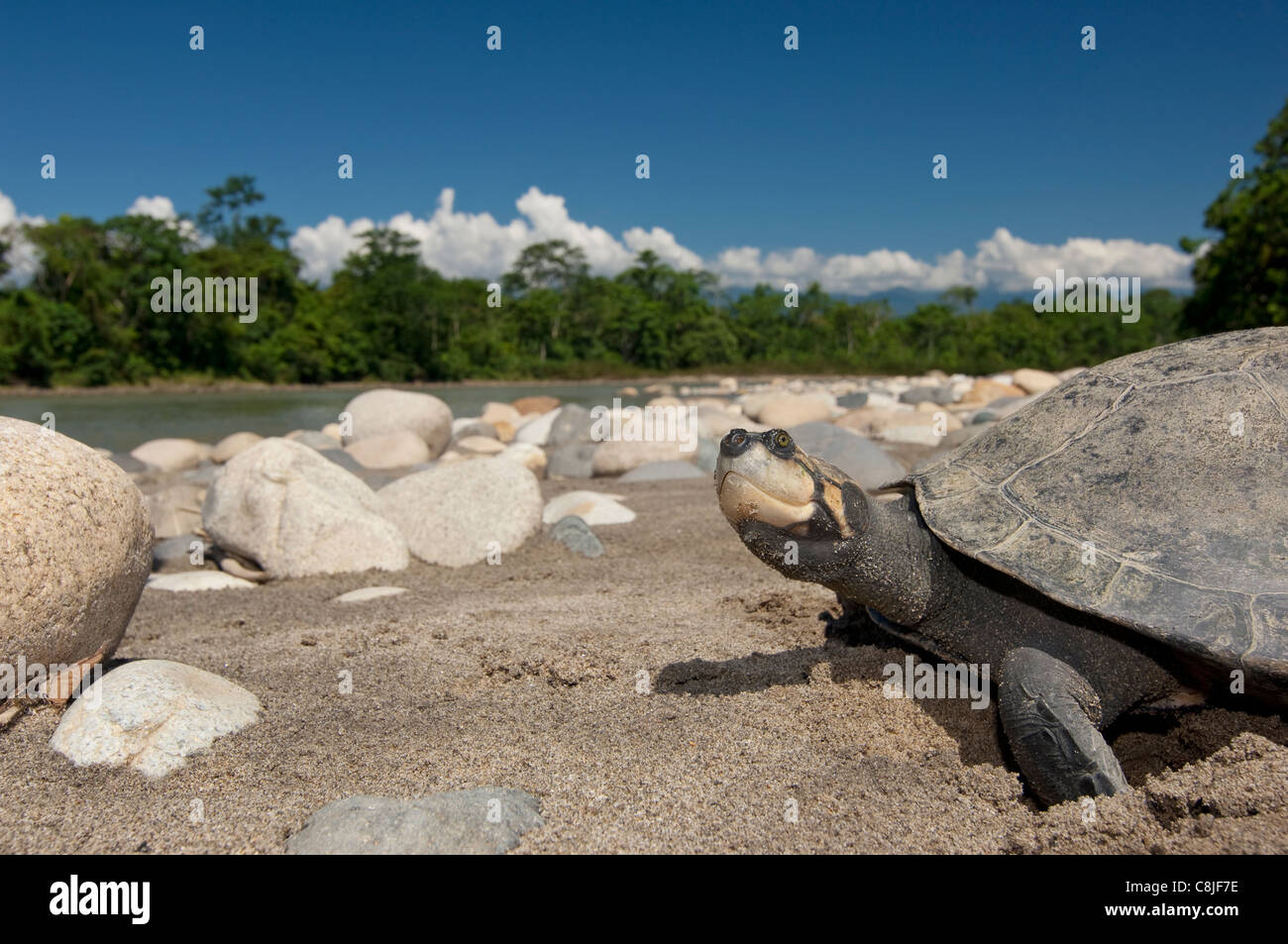 Giant Arrau Turtle Stock Photo - Alamy