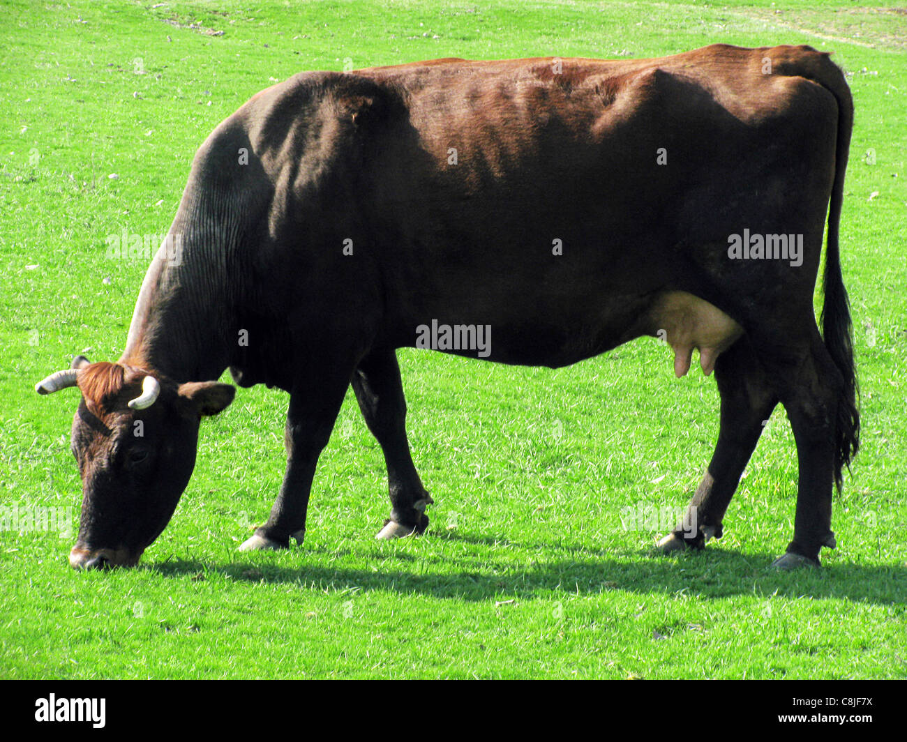 cow eating grass Stock Photo - Alamy