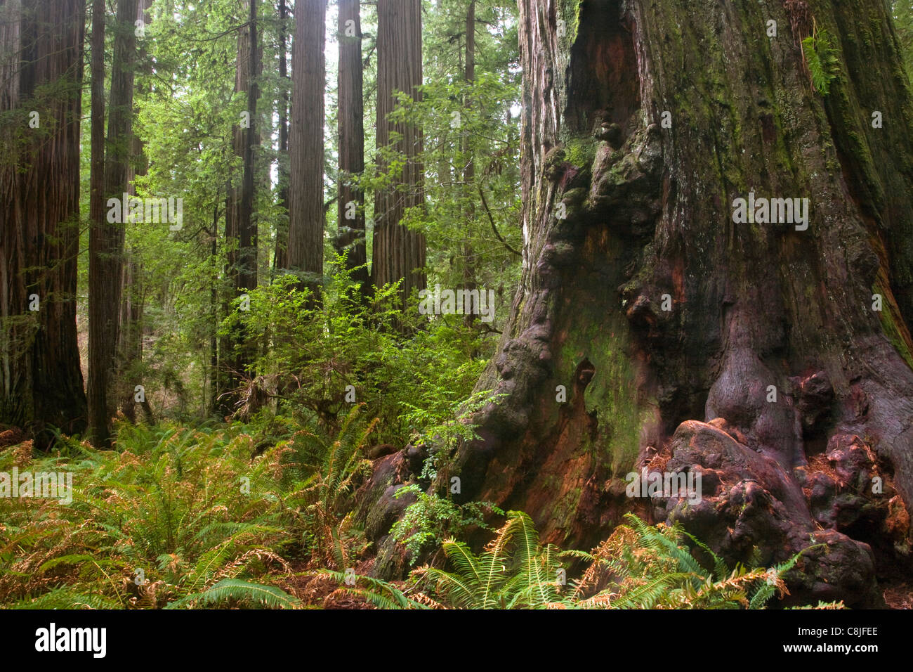 CALIFORNIA - Giant Coast redwood trees in the Stout Grove area of ...
