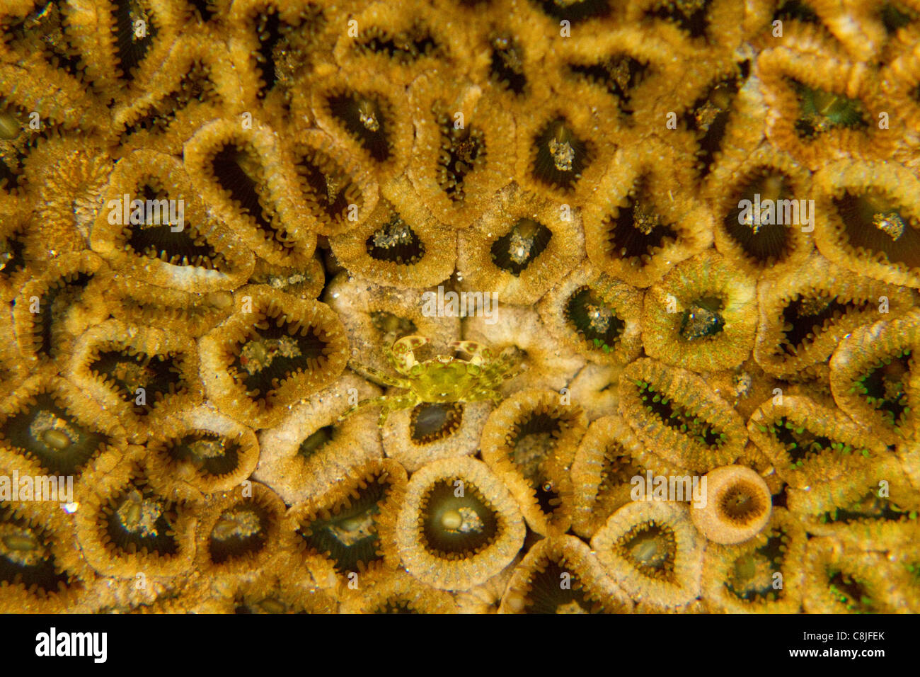 Rock pool crab hi-res stock photography and images - Alamy