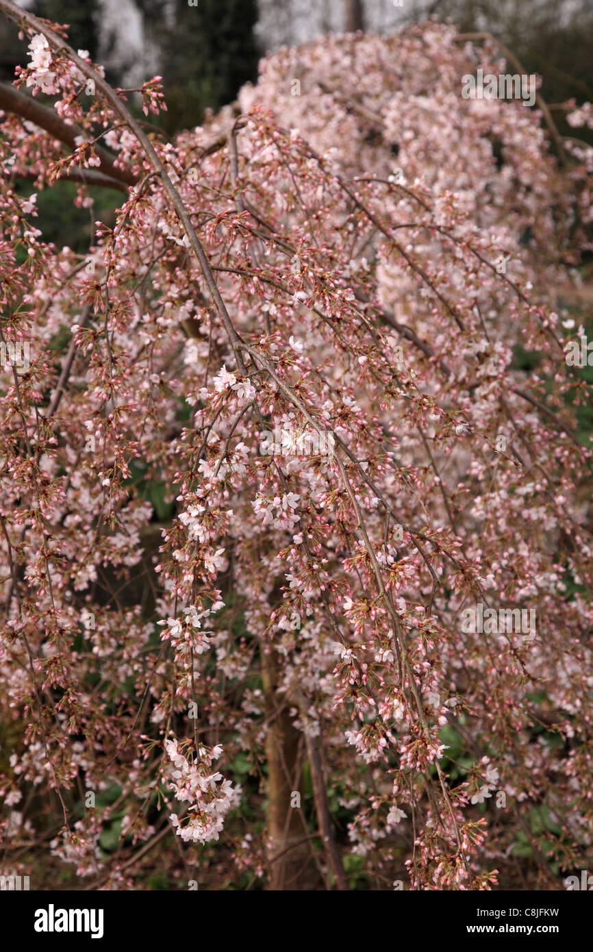 Prunus pendula 'Pendula Rosea' AGM Stock Photo - Alamy