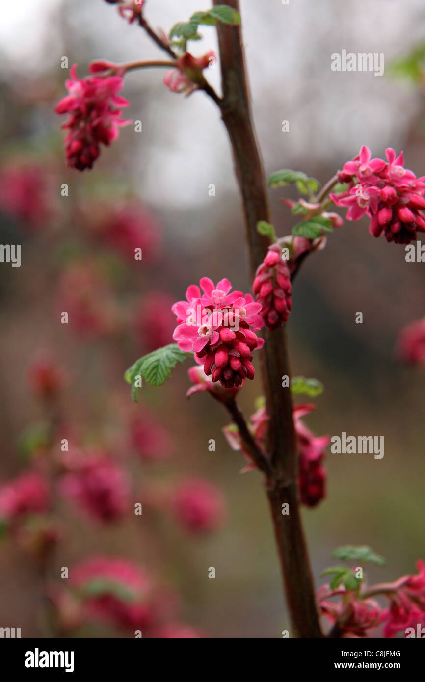 Currant king edward vii hi-res stock photography and images - Alamy