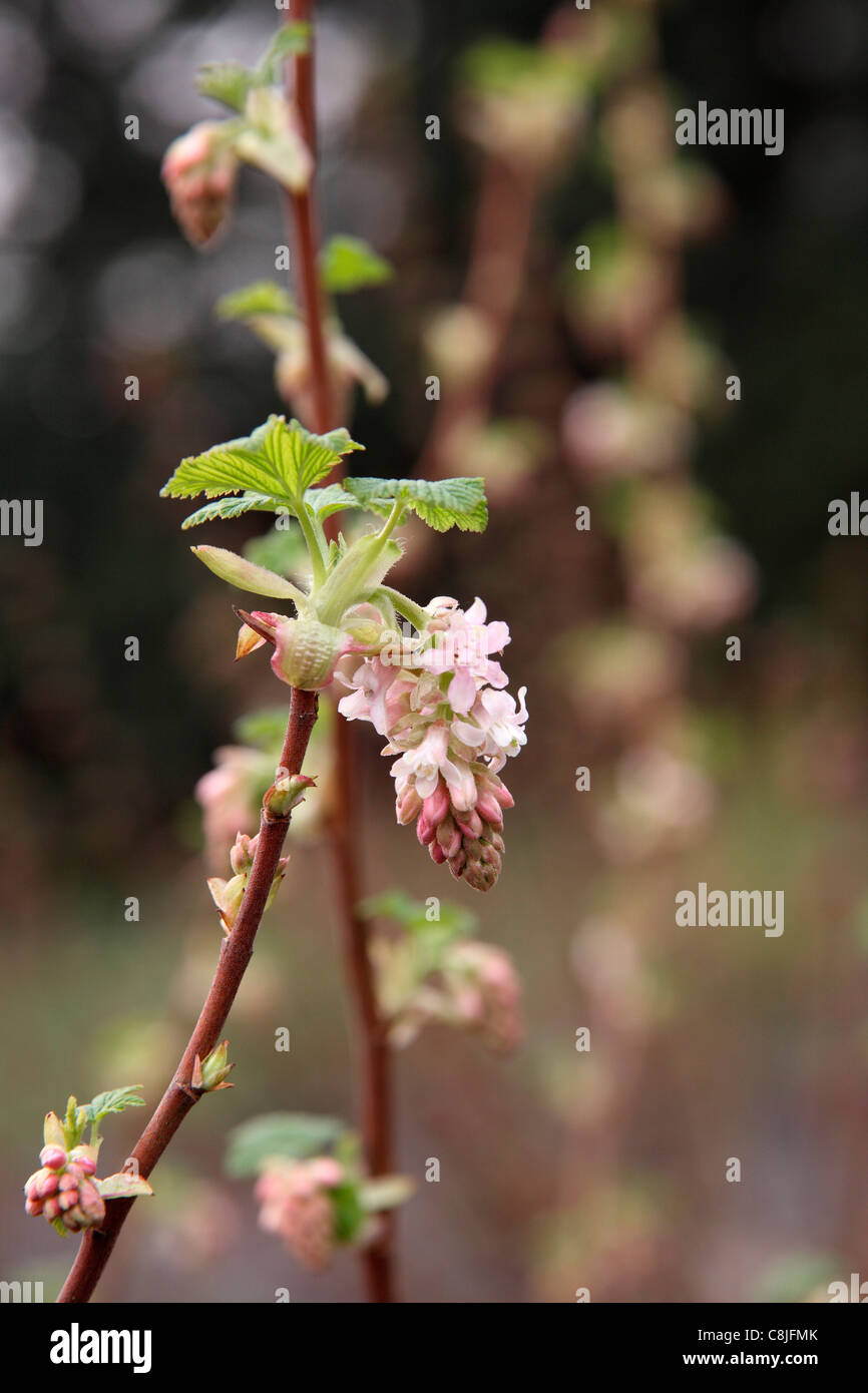 Ribes sanguineum white hi-res stock photography and images - Alamy