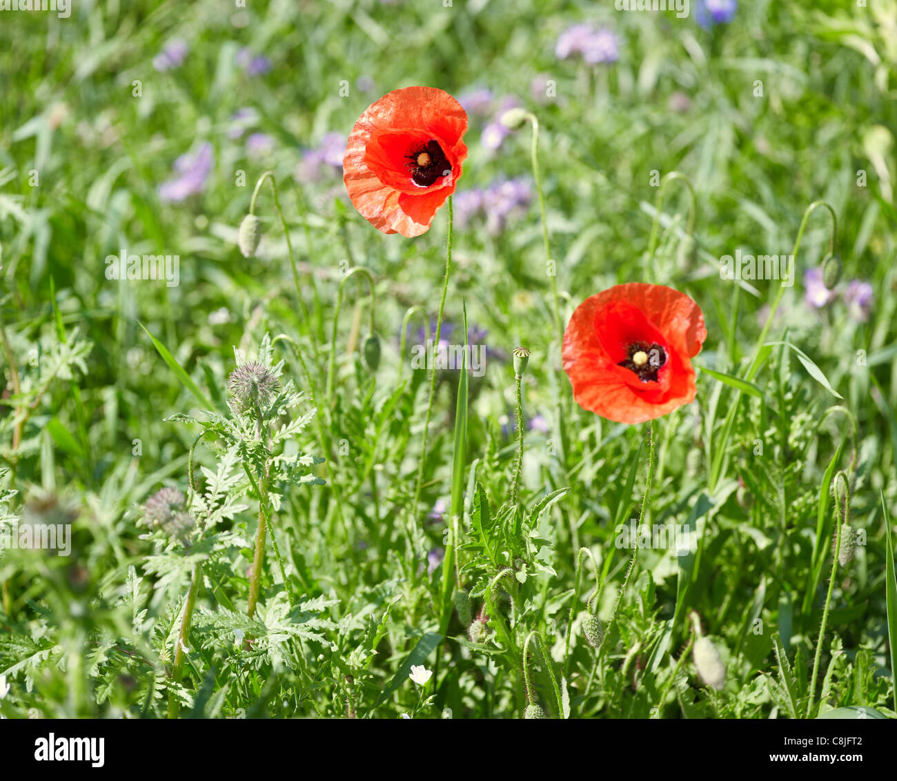 detail of a colorful flowering meadow with two corn poppies in sunny ...