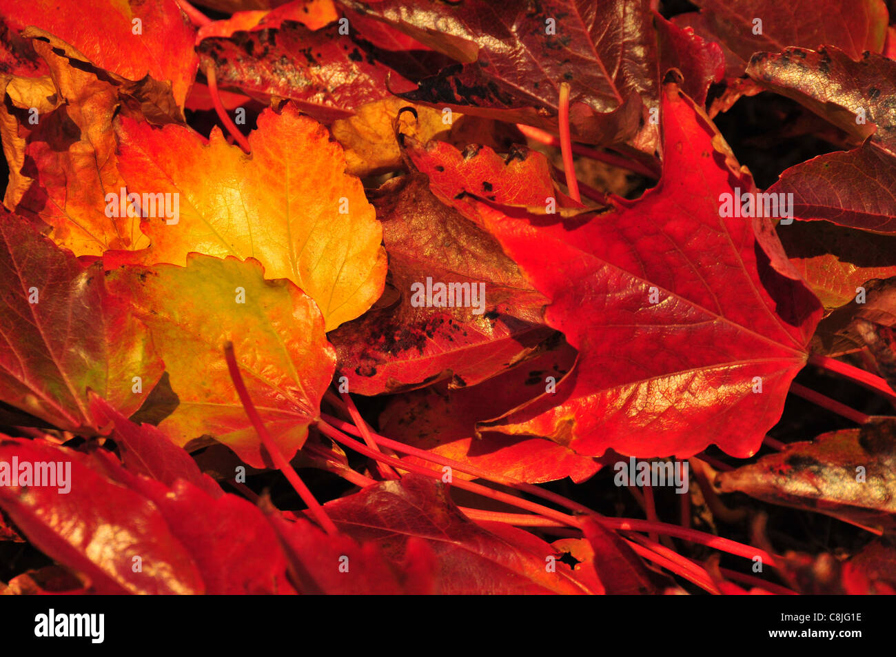 Autumn leaves, Petworth Stock Photo - Alamy