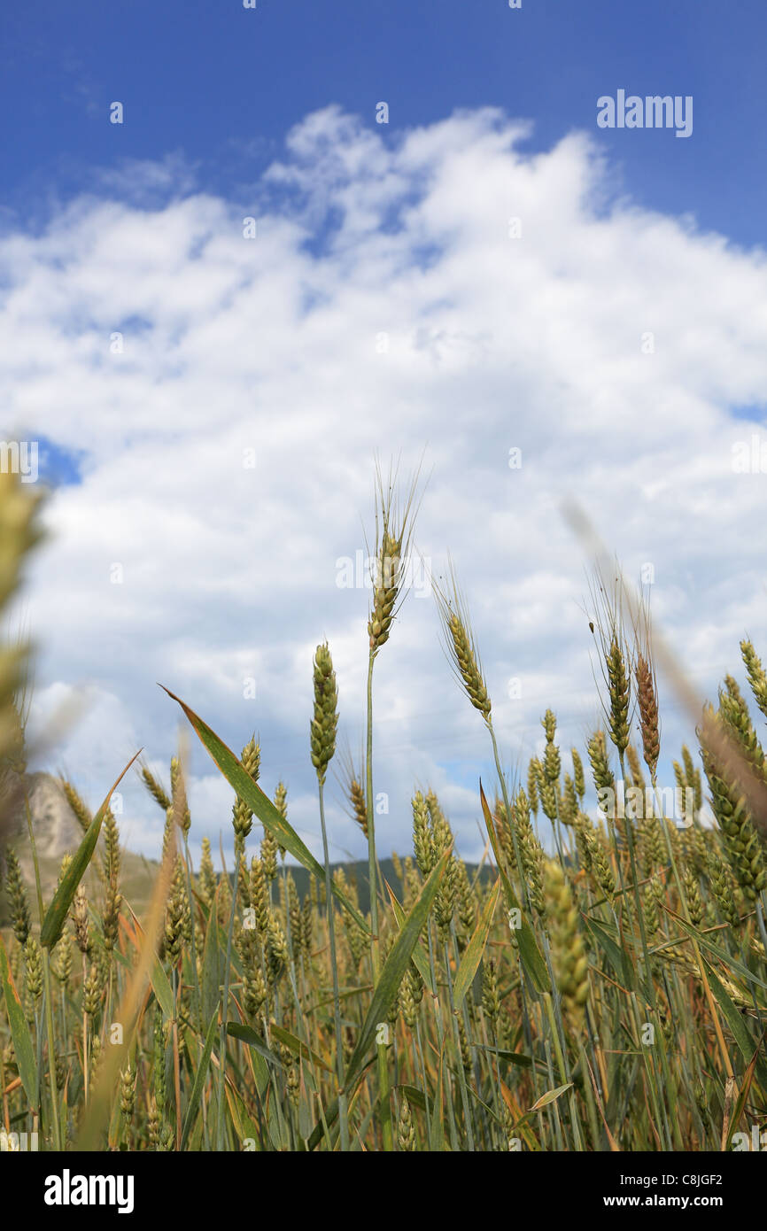 Beautiful farmland landscape wheat field hi-res stock photography and ...