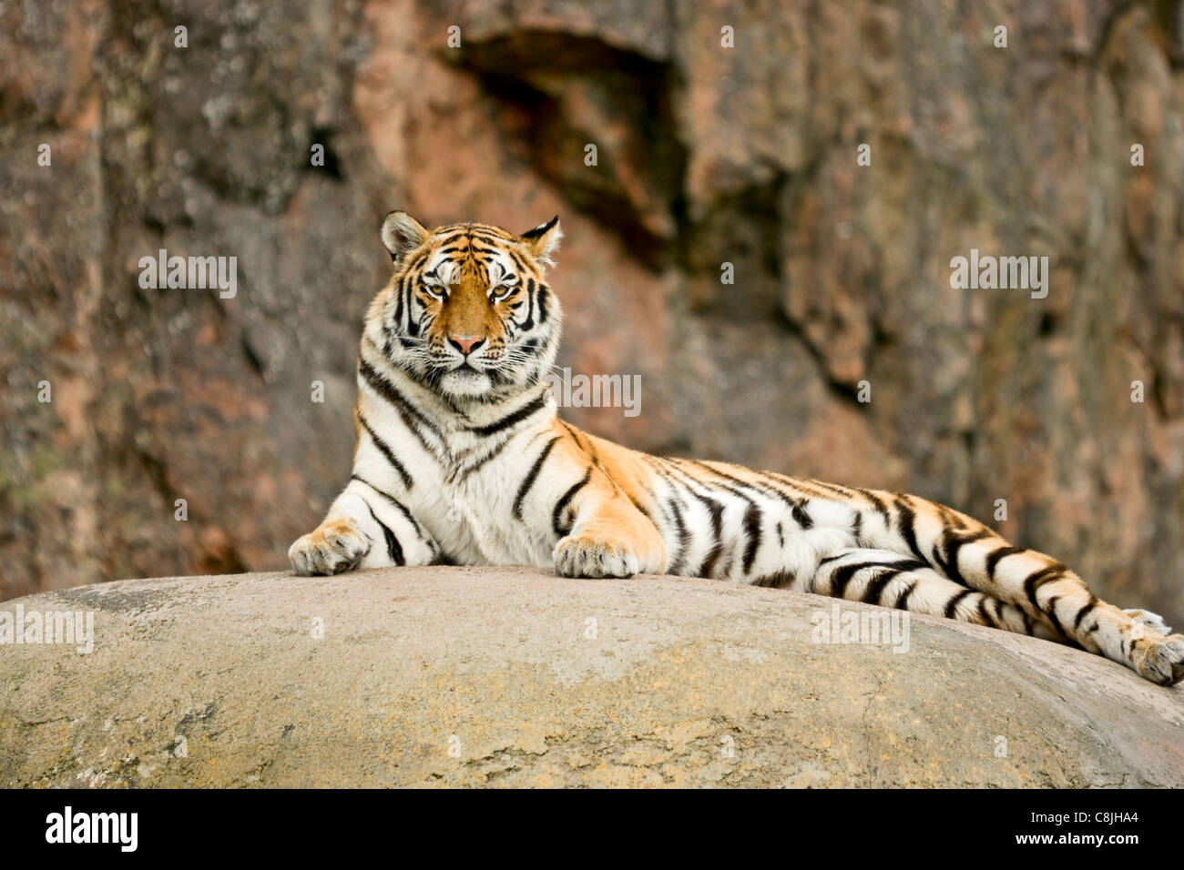 Tiger laying on stone Stock Photo - Alamy