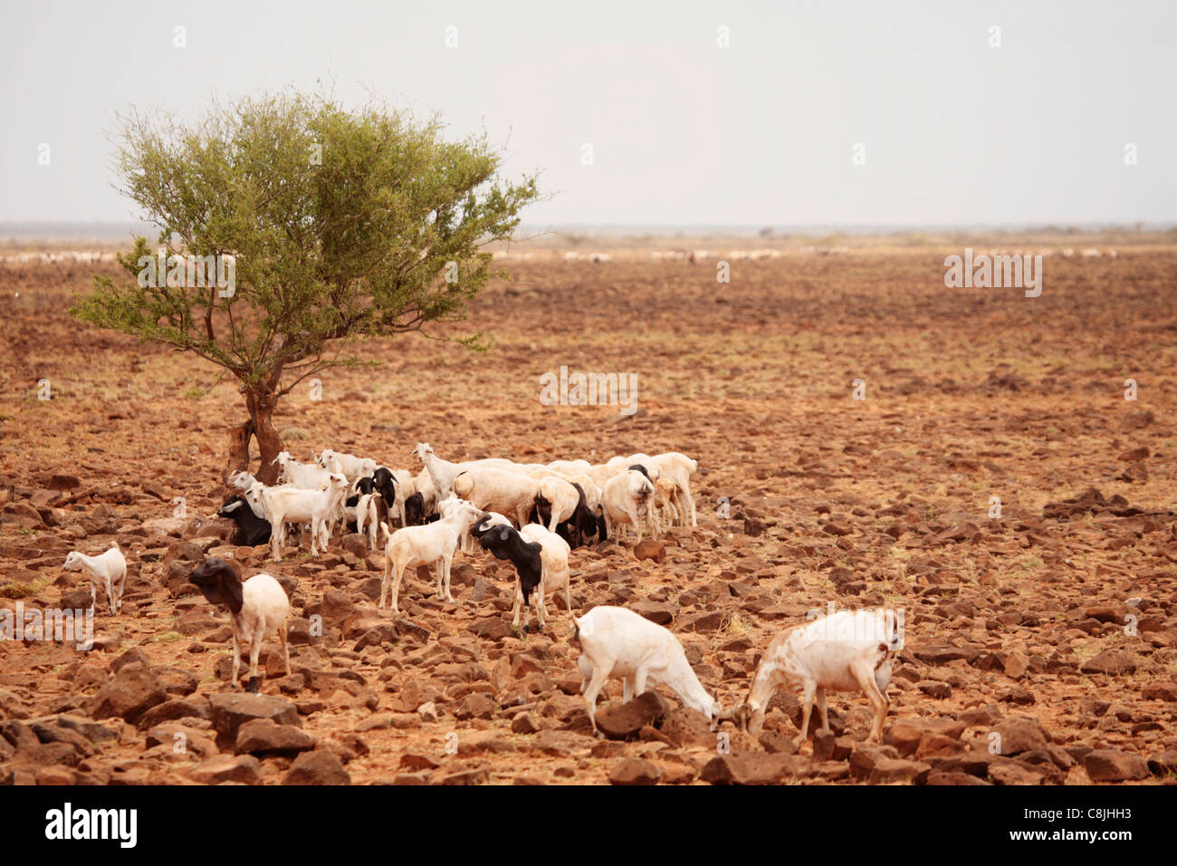 Goats sheltering under a tree on the road between Isiolo and Marsabit ...