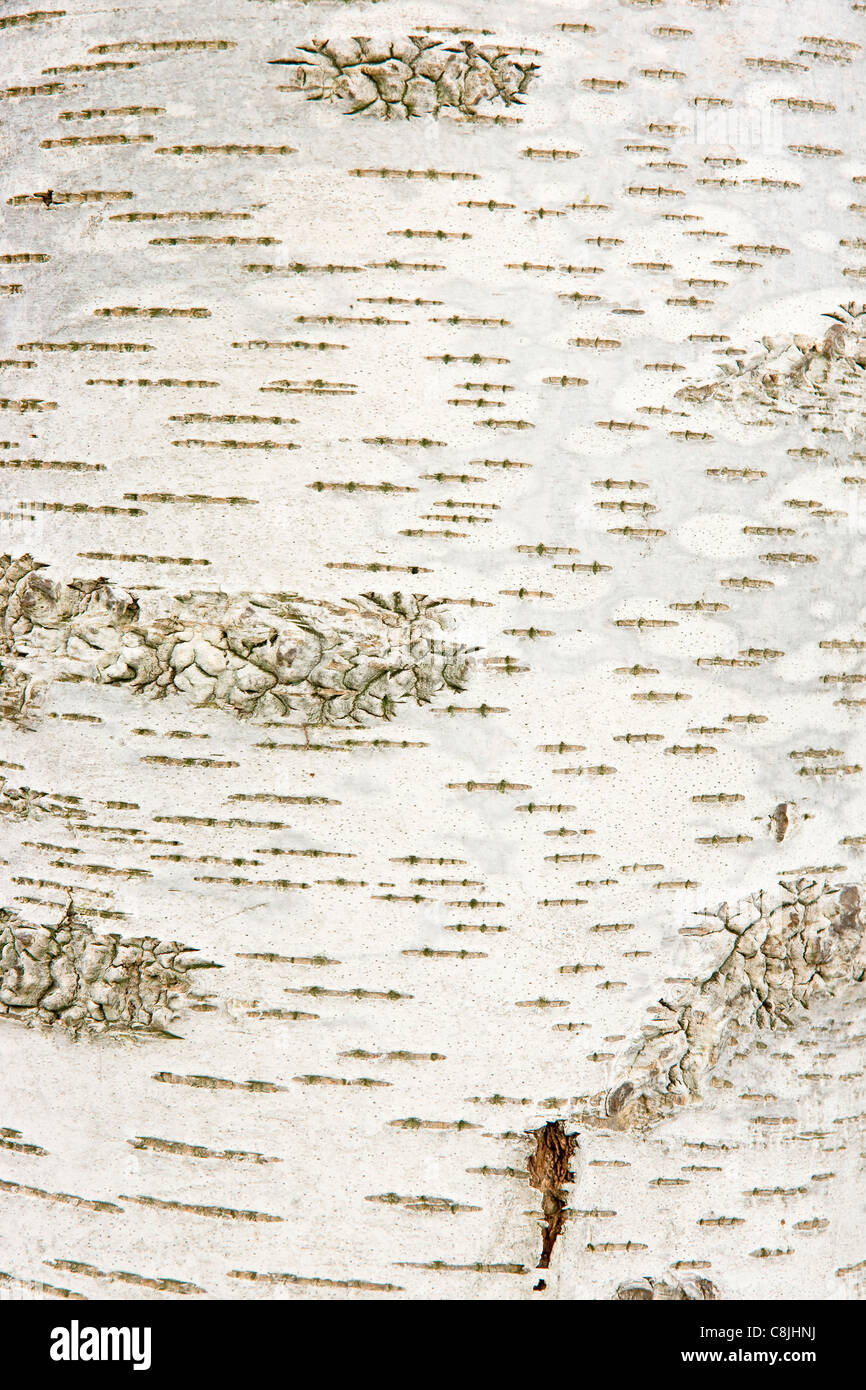 Birch tree texture Stock Photo - Alamy