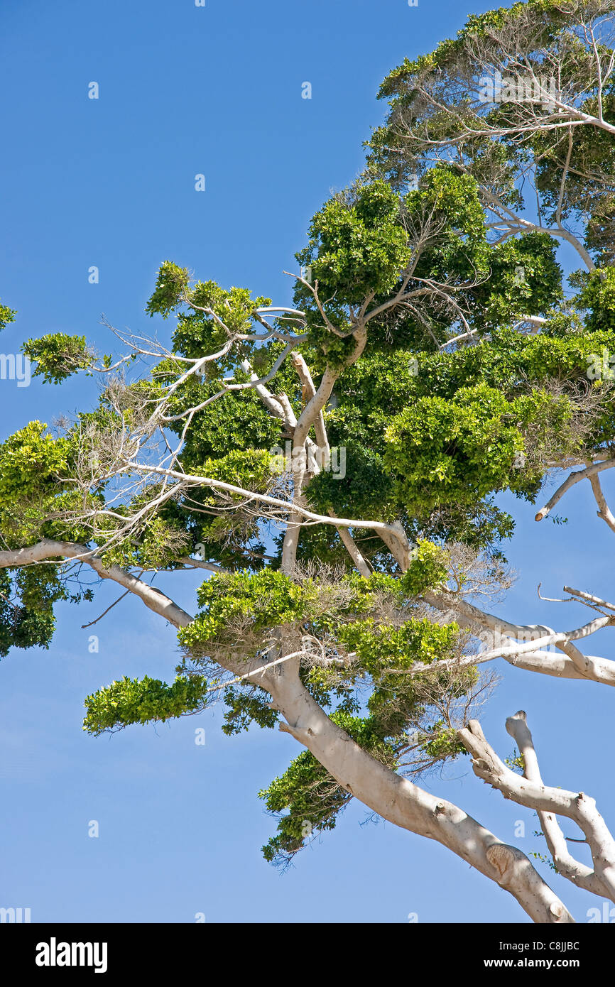 Towering eucalyptus tree hi-res stock photography and images - Alamy