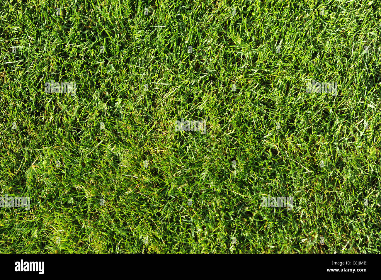 Photograph of lawn grass taken directly overhead Stock Photo - Alamy