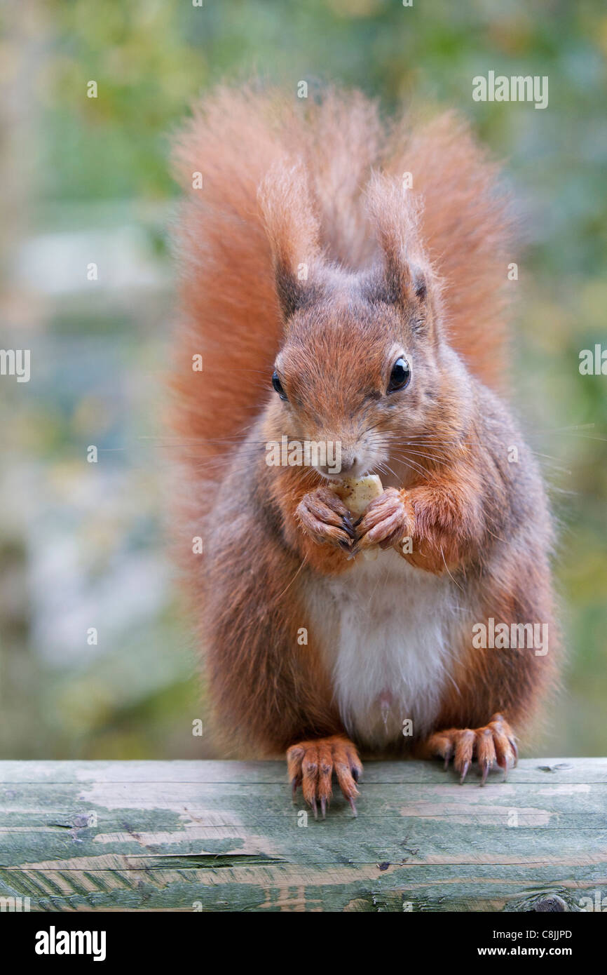 Taxi for squirrel! These pictures of a red squirrel 'waving' were taken by amateur wildlife ...