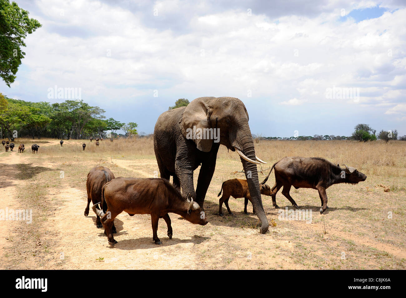 Elephant matriarch hi-res stock photography and images - Alamy