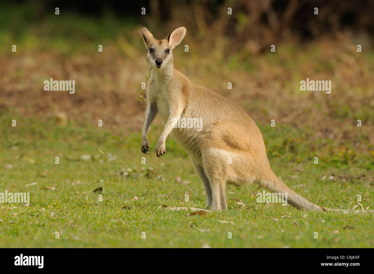 Agile Wallaby Macropus agilis Female Photographed in Queensland ...