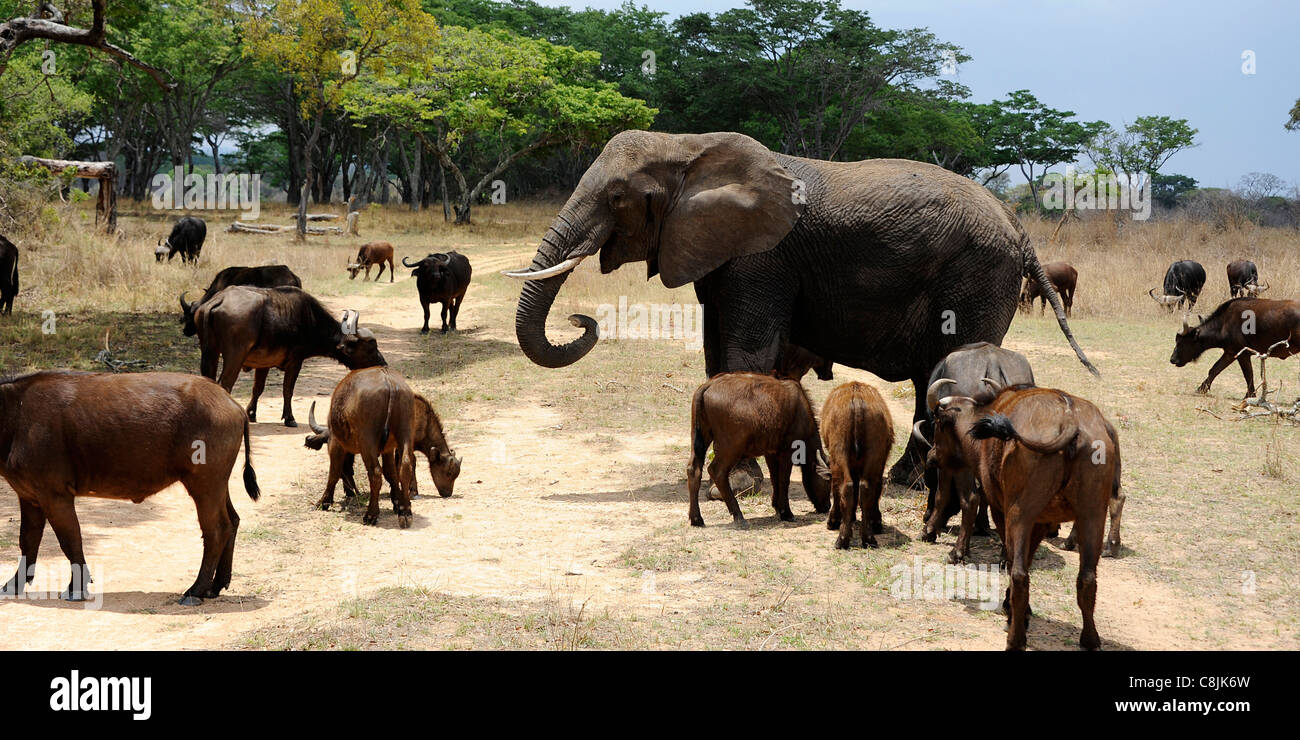 Female elephant matriarch hi-res stock photography and images - Alamy
