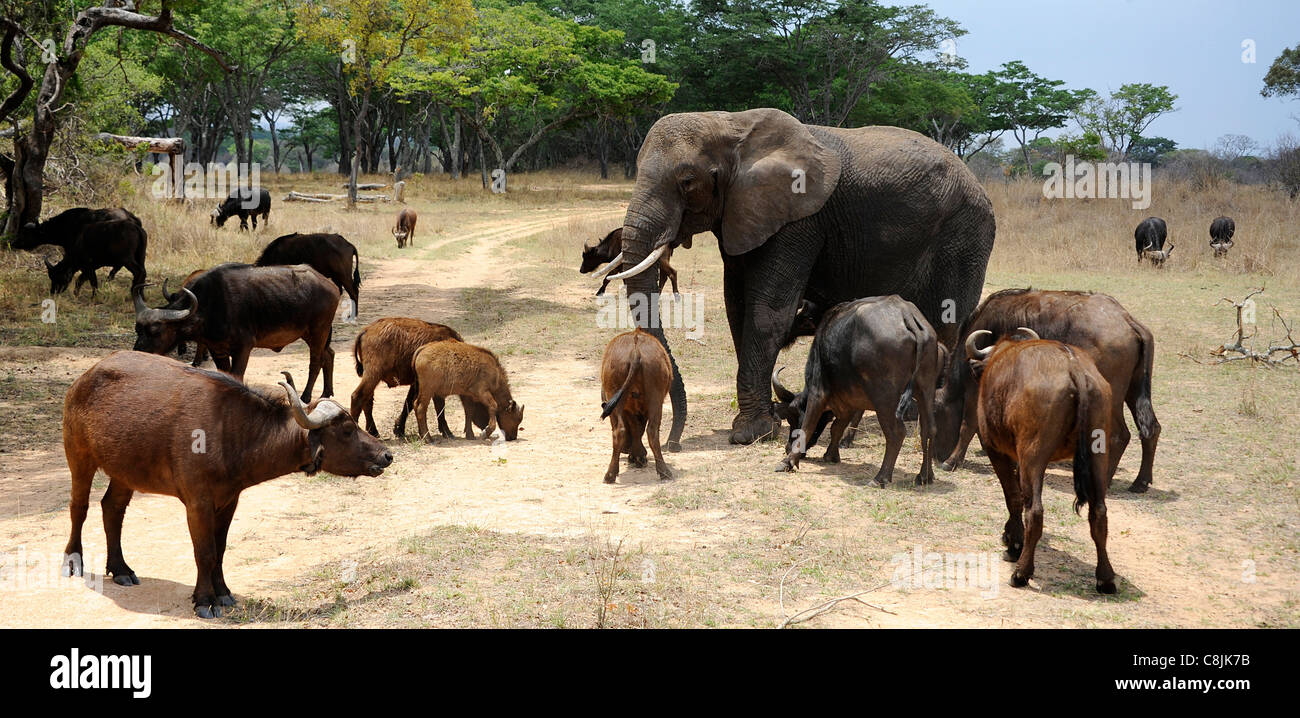 Nzou, a 35-year-old orphaned female elephant became the Matriarch of a ...
