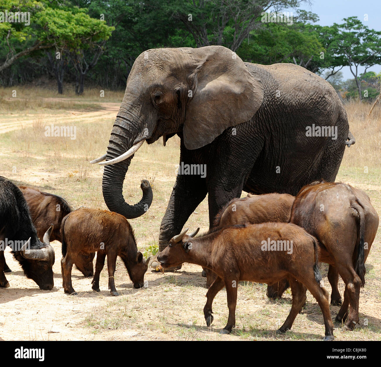 Female elephant matriarch hi-res stock photography and images - Alamy