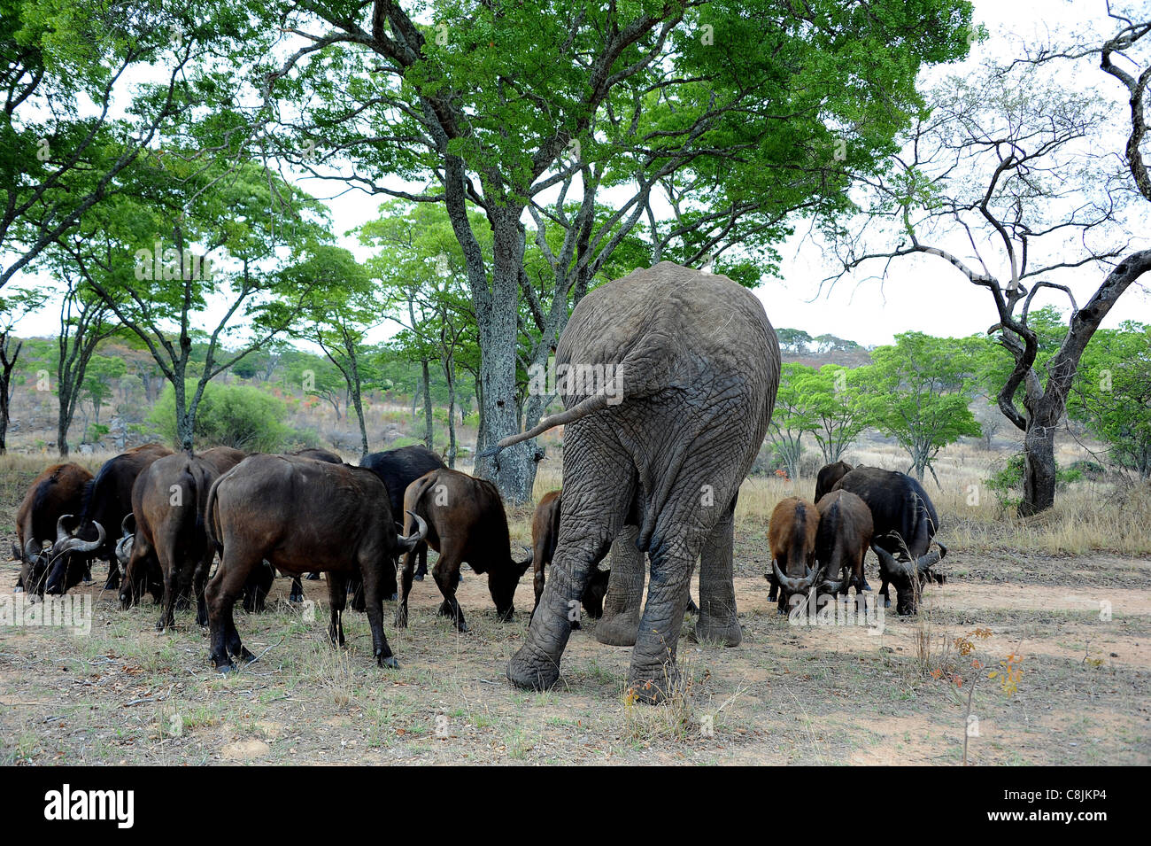 Nzou, a 35-year-old orphaned female elephant became the Matriarch of a ...