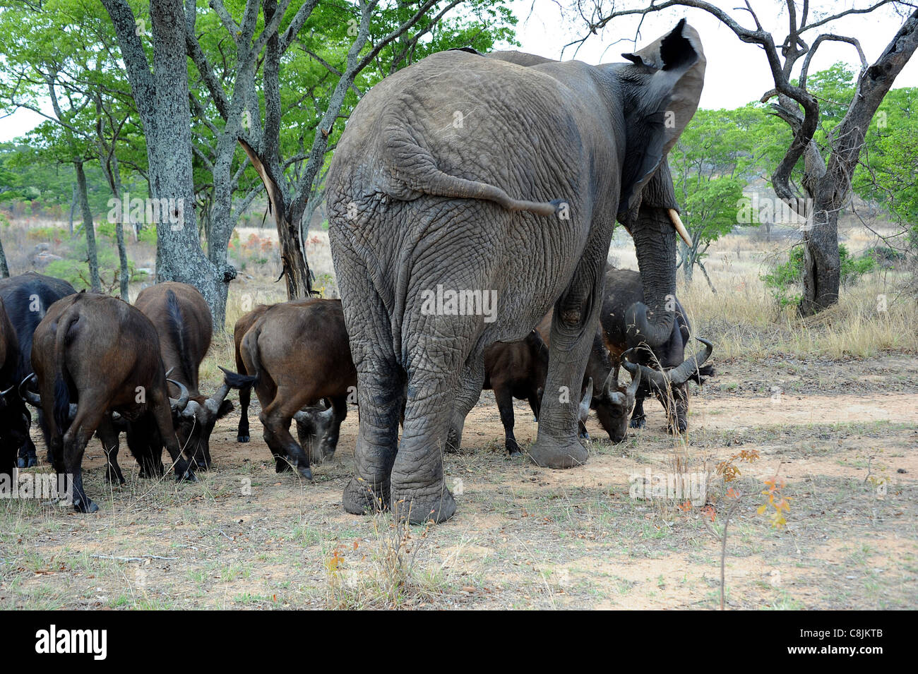 Nzou, a 35-year-old orphaned female elephant became the Matriarch of a ...