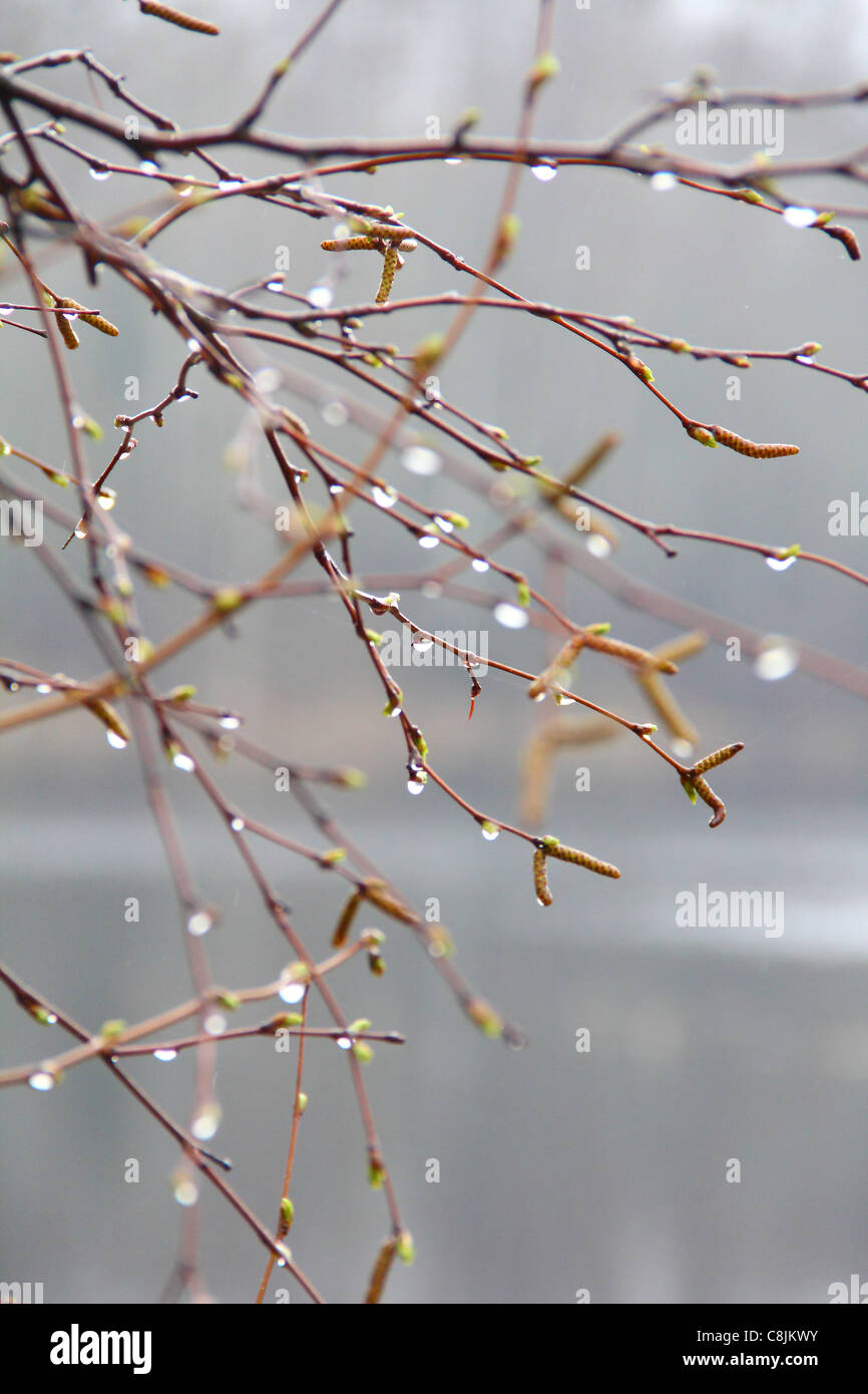 spring birch bud with drops of rain Stock Photo - Alamy