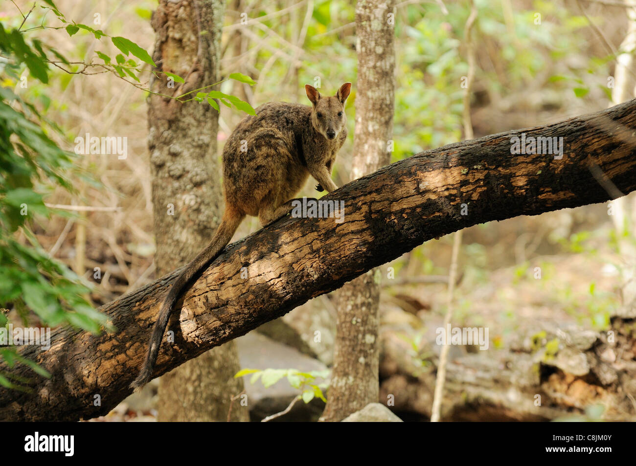 Tree kangaroo australia hi-res stock photography and images - Alamy