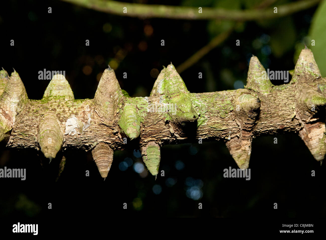 Vine with spikes in rainforest of Sabah, Borneo, Malaysia Stock Photo - Alamy
