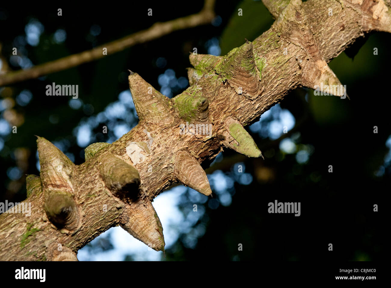 Liana vine hi-res stock photography and images - Alamy