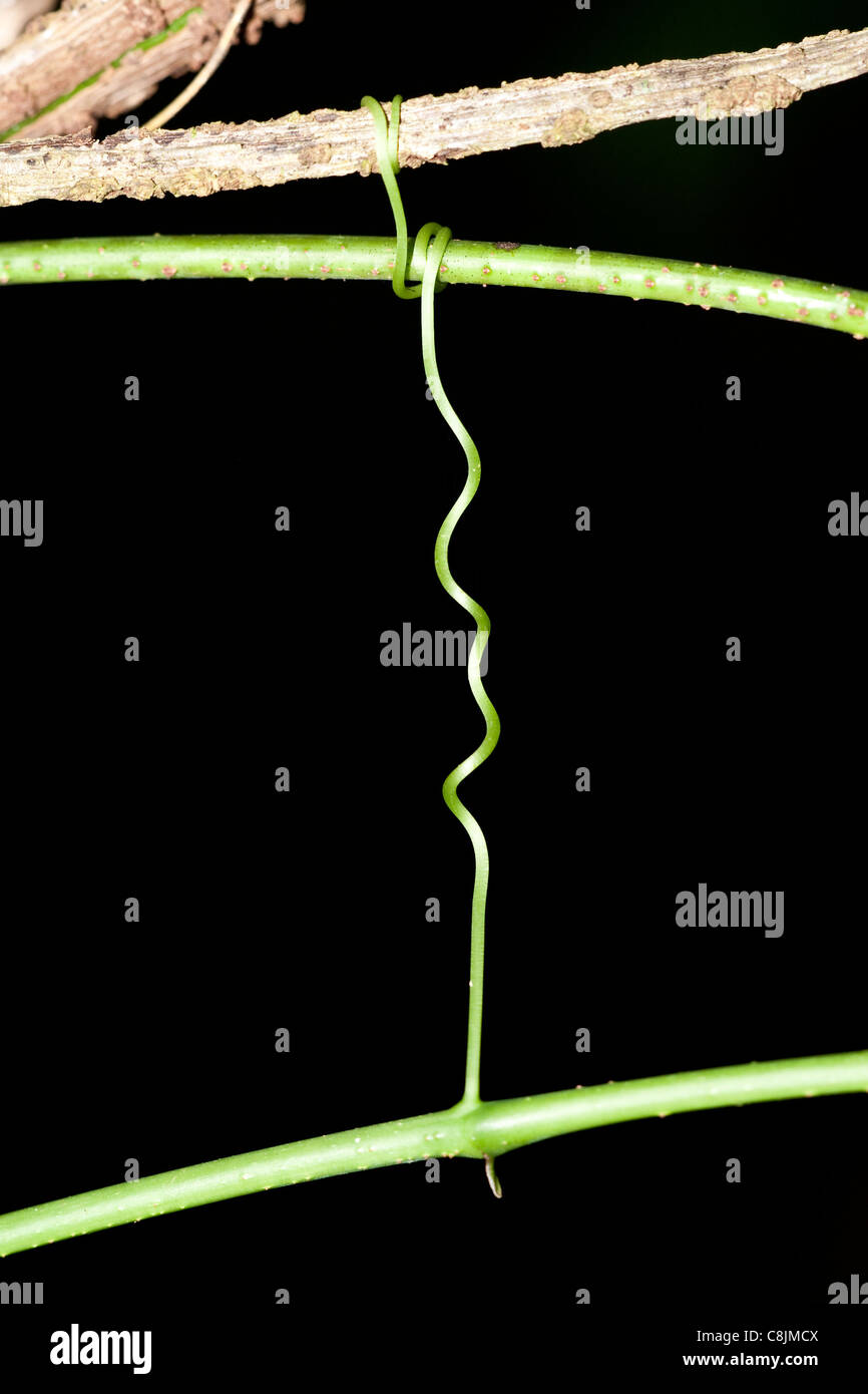 Climbing vine tendril hi-res stock photography and images - Alamy