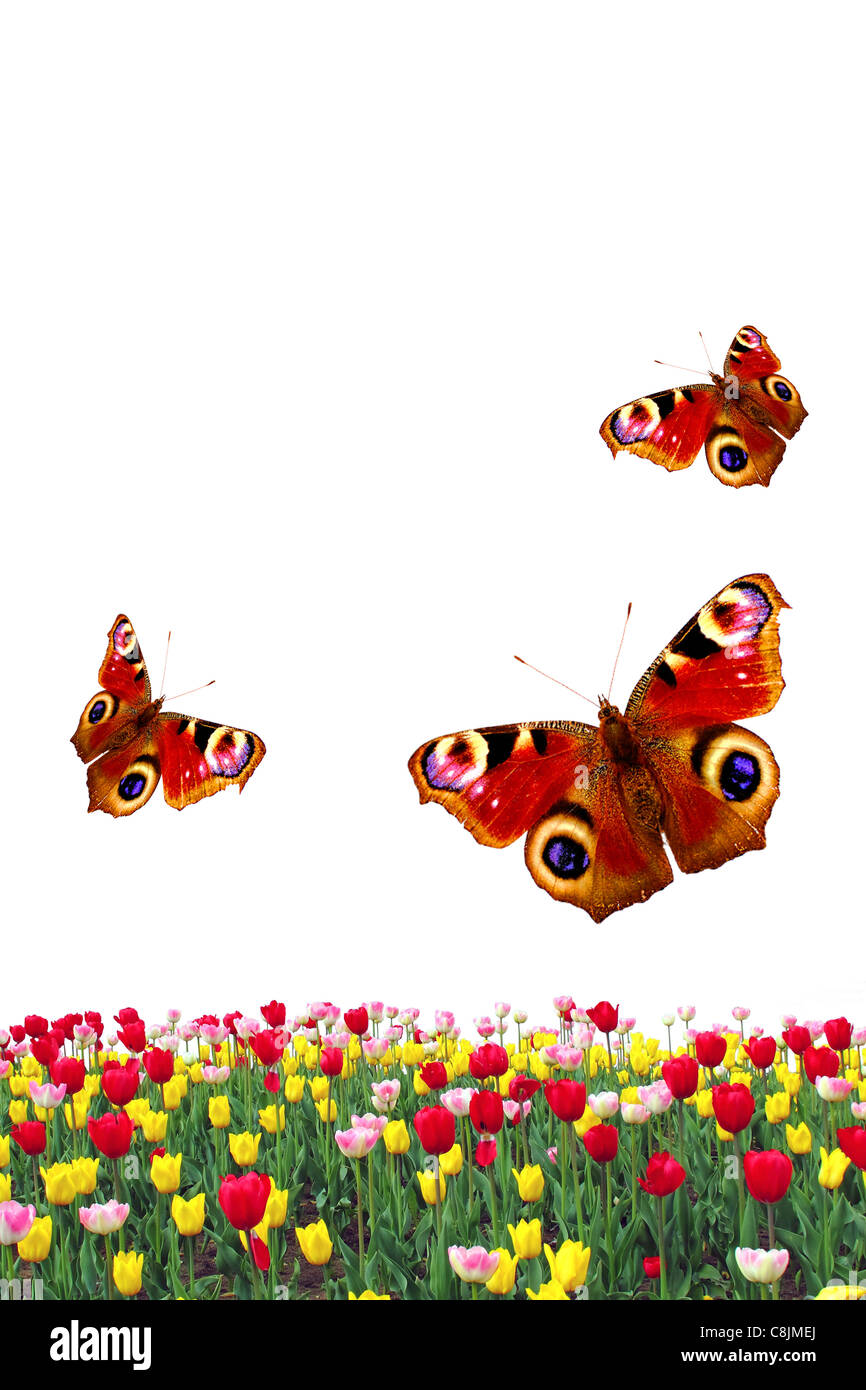 spring tulips and butterflies isolated on white background Stock Photo ...
