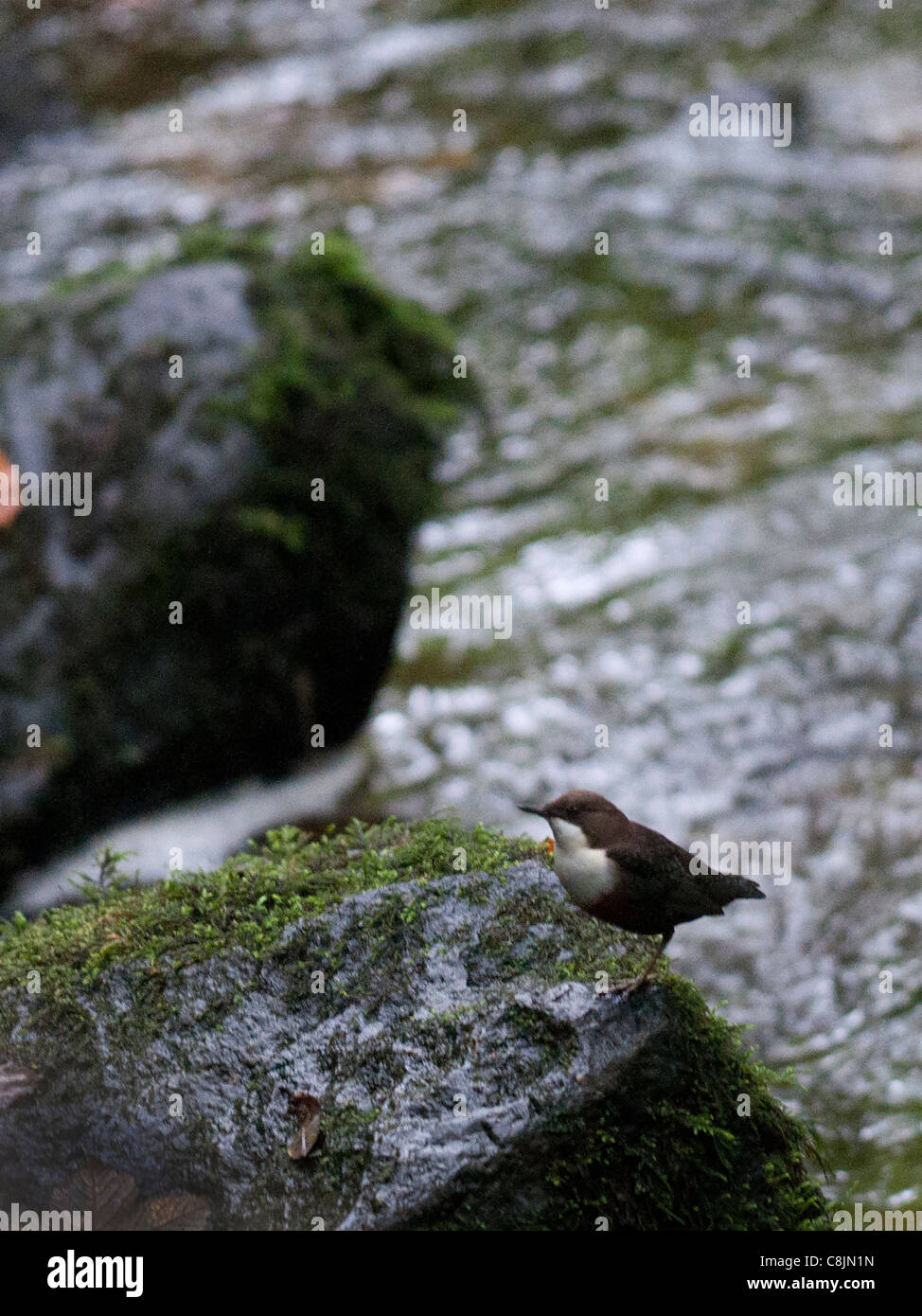 Dipper on rock in river Stock Photo - Alamy